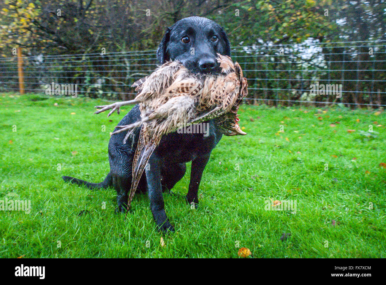 Pheasant and partridge shoot on the Angmering Estate, near Worthing ...