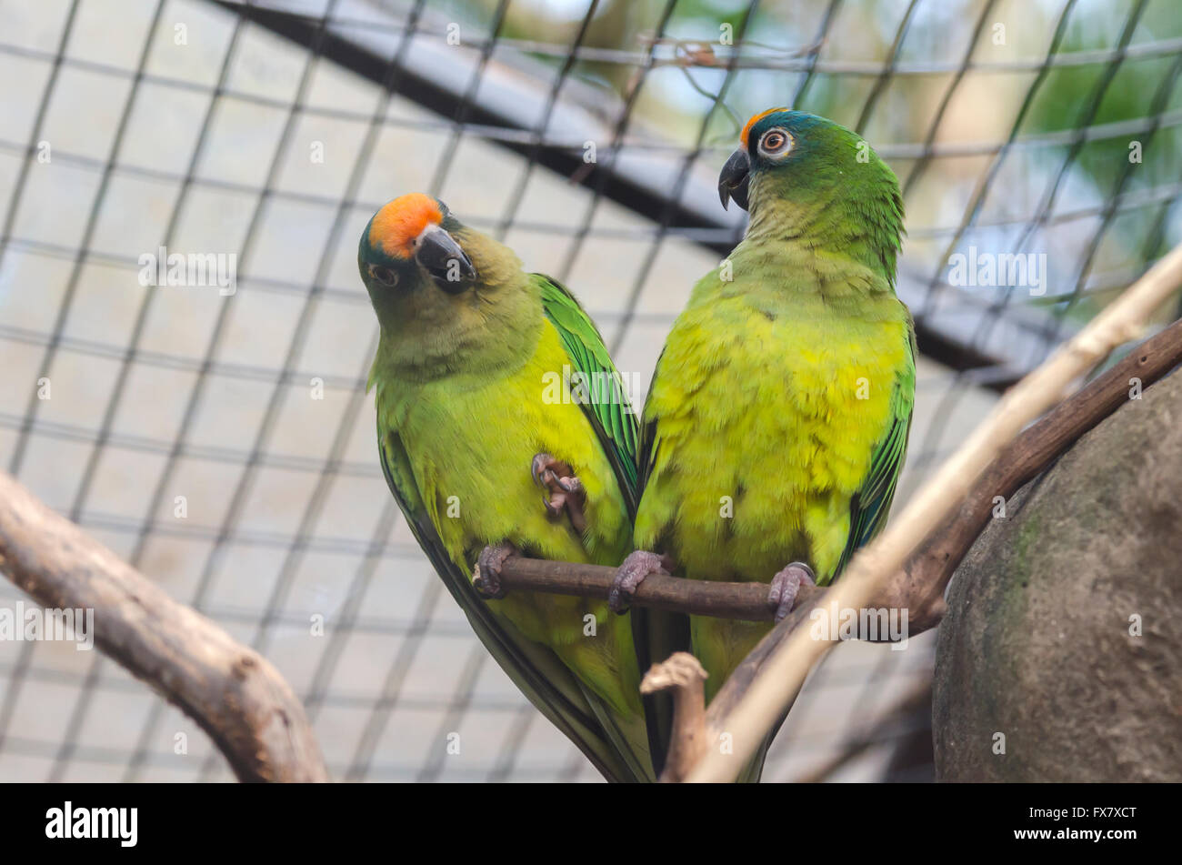 Ara beak hi-res stock photography and images - Alamy