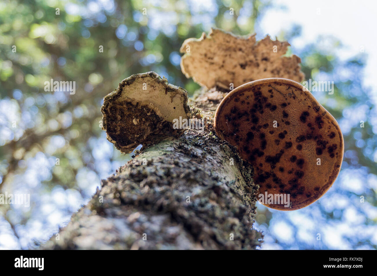 Polypore with birch tree Stock Photo - Alamy