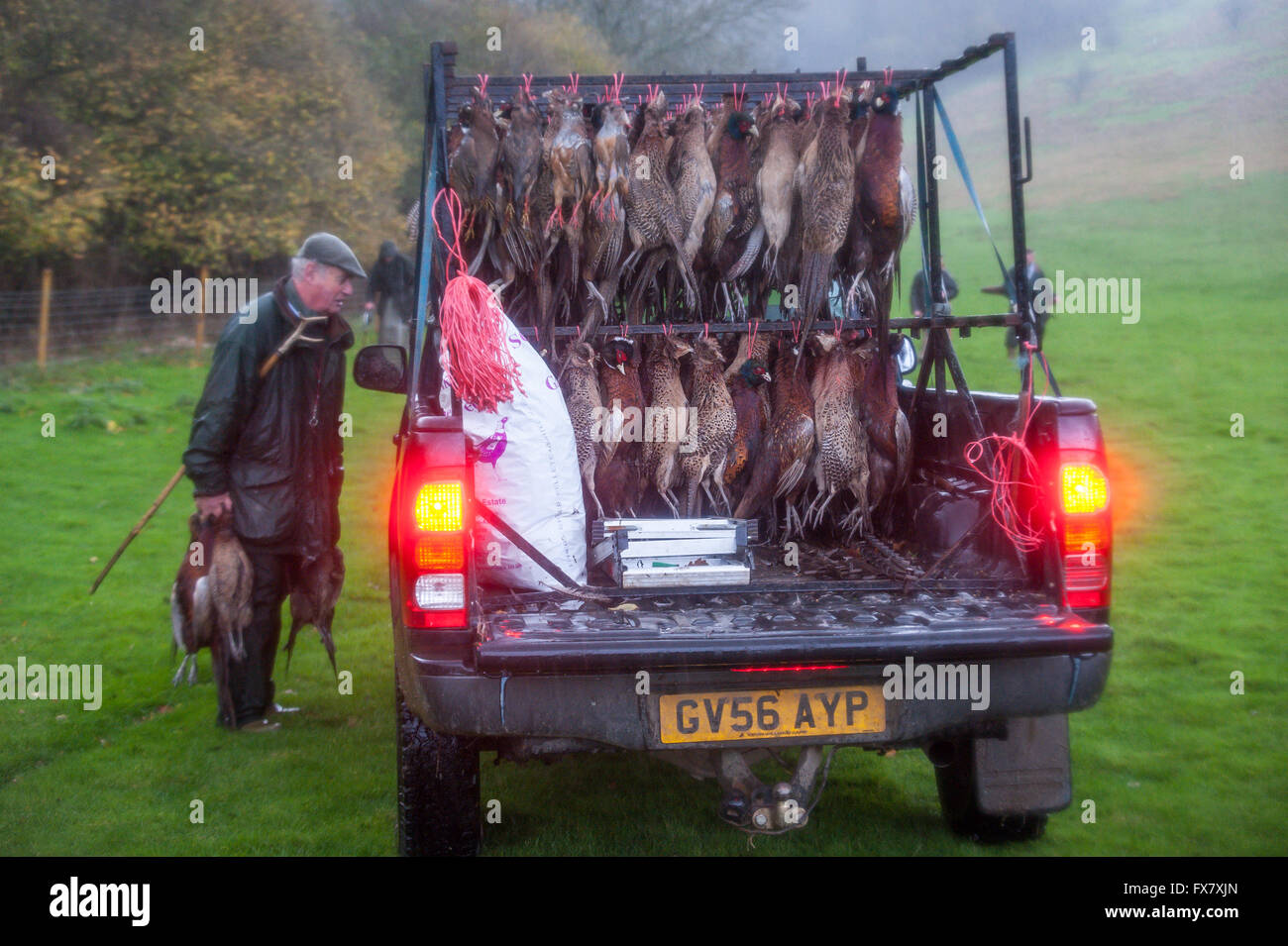 Pheasant and partridge shoot on the Angmering Estate, near Worthing ...