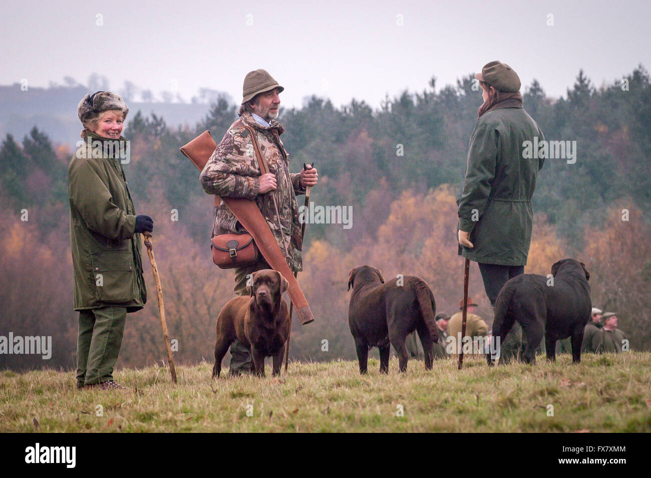 Pheasant and partridge shoot in Ashburnham East Sussex Stock Photo - Alamy