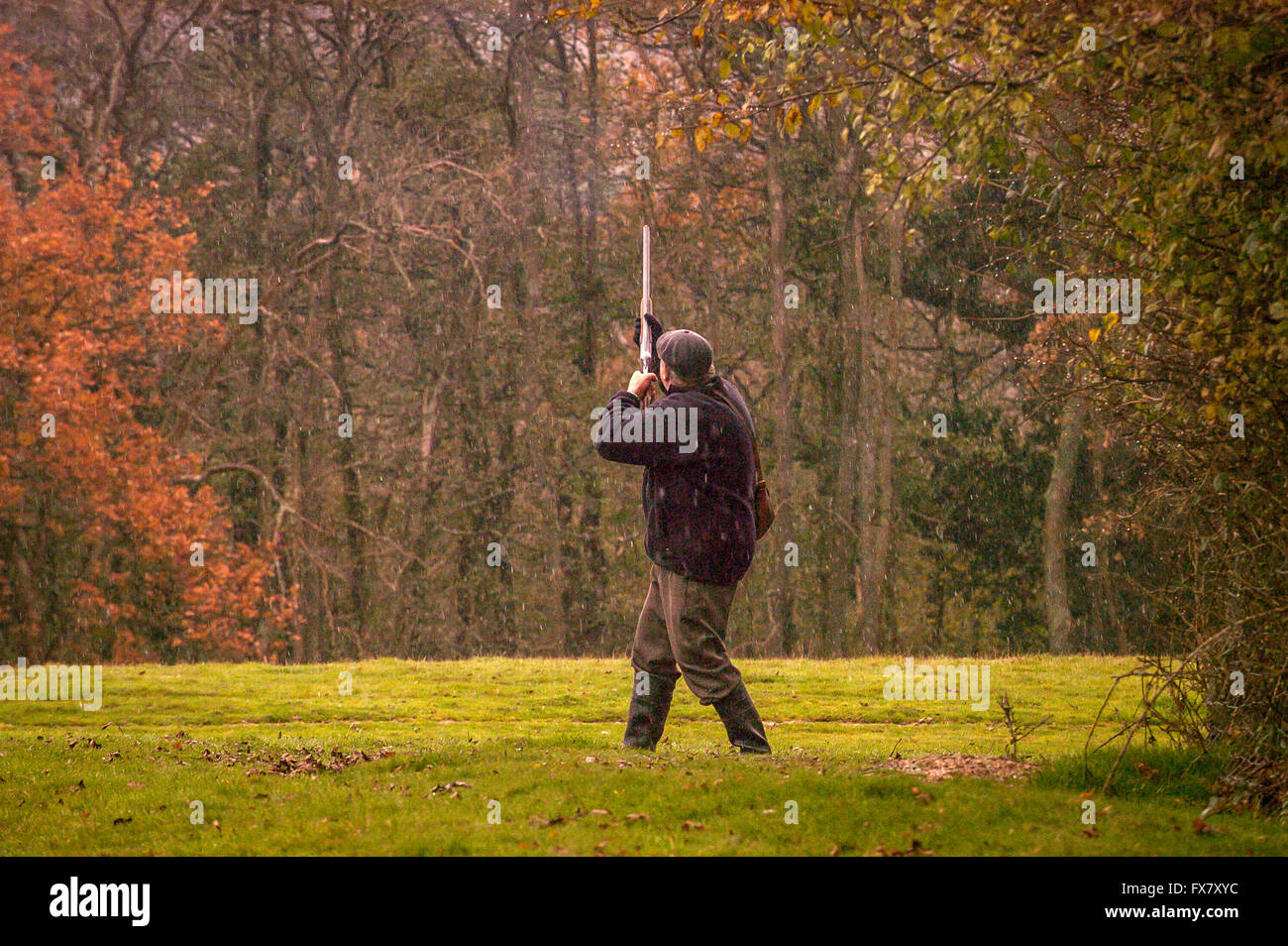 Pheasant and partridge shoot in Ashburnham East Sussex Stock Photo - Alamy
