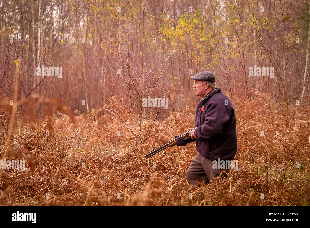 Pheasant and partridge shoot in Ashburnham East Sussex Stock Photo - Alamy
