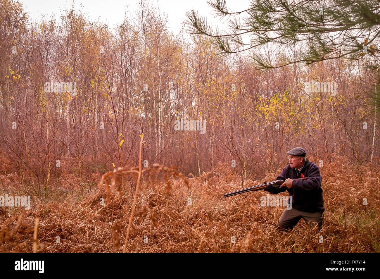 Pheasant and partridge shoot in Ashburnham East Sussex Stock Photo - Alamy