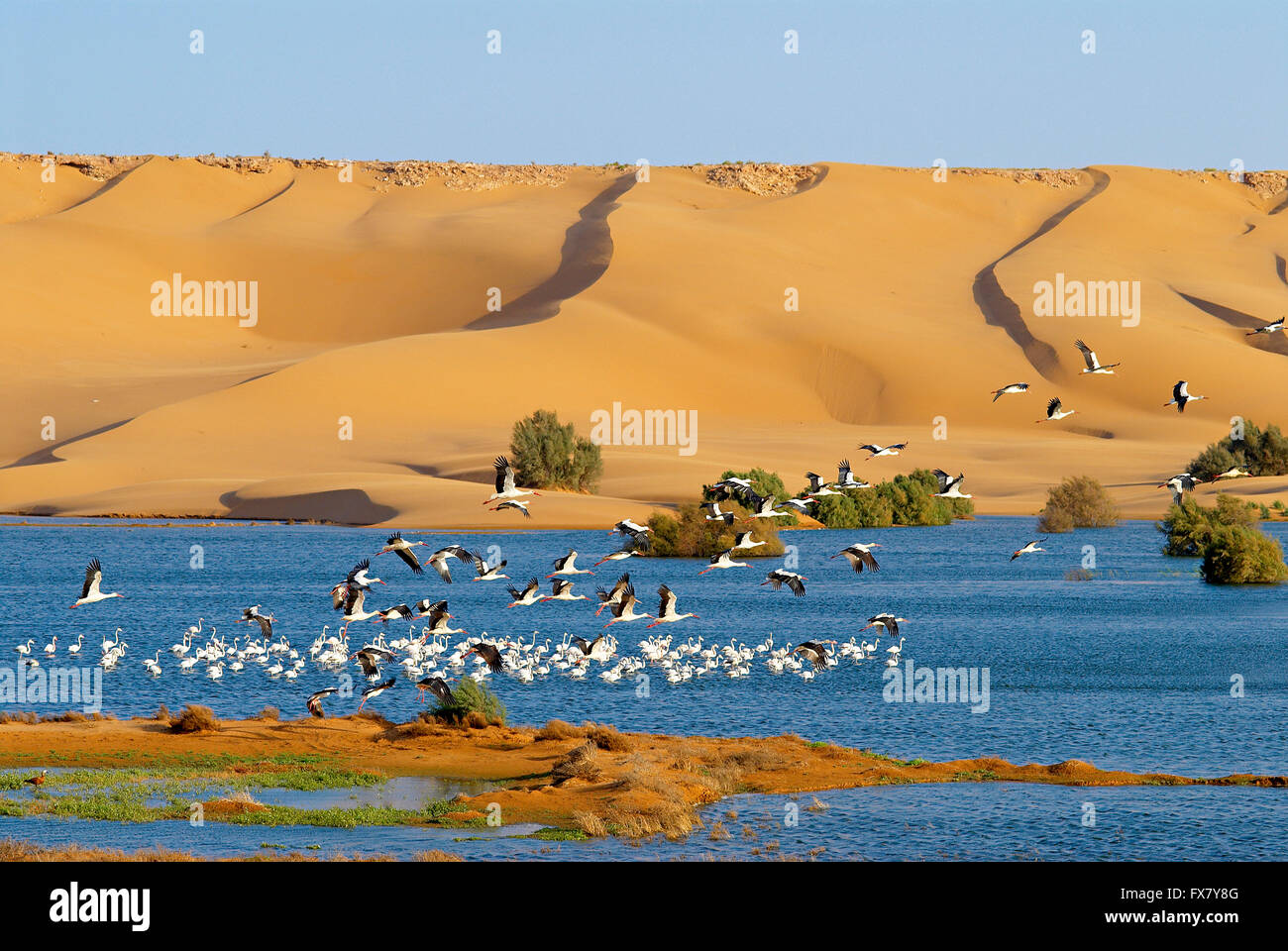 Morocco, Laayoune, Desert, laguna, Former Spanish Sahara Stock Photo ...