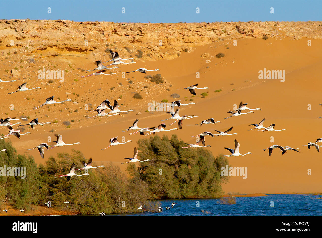 Morocco, Laayoune, Desert, laguna, Former Spanish Sahara Stock Photo ...