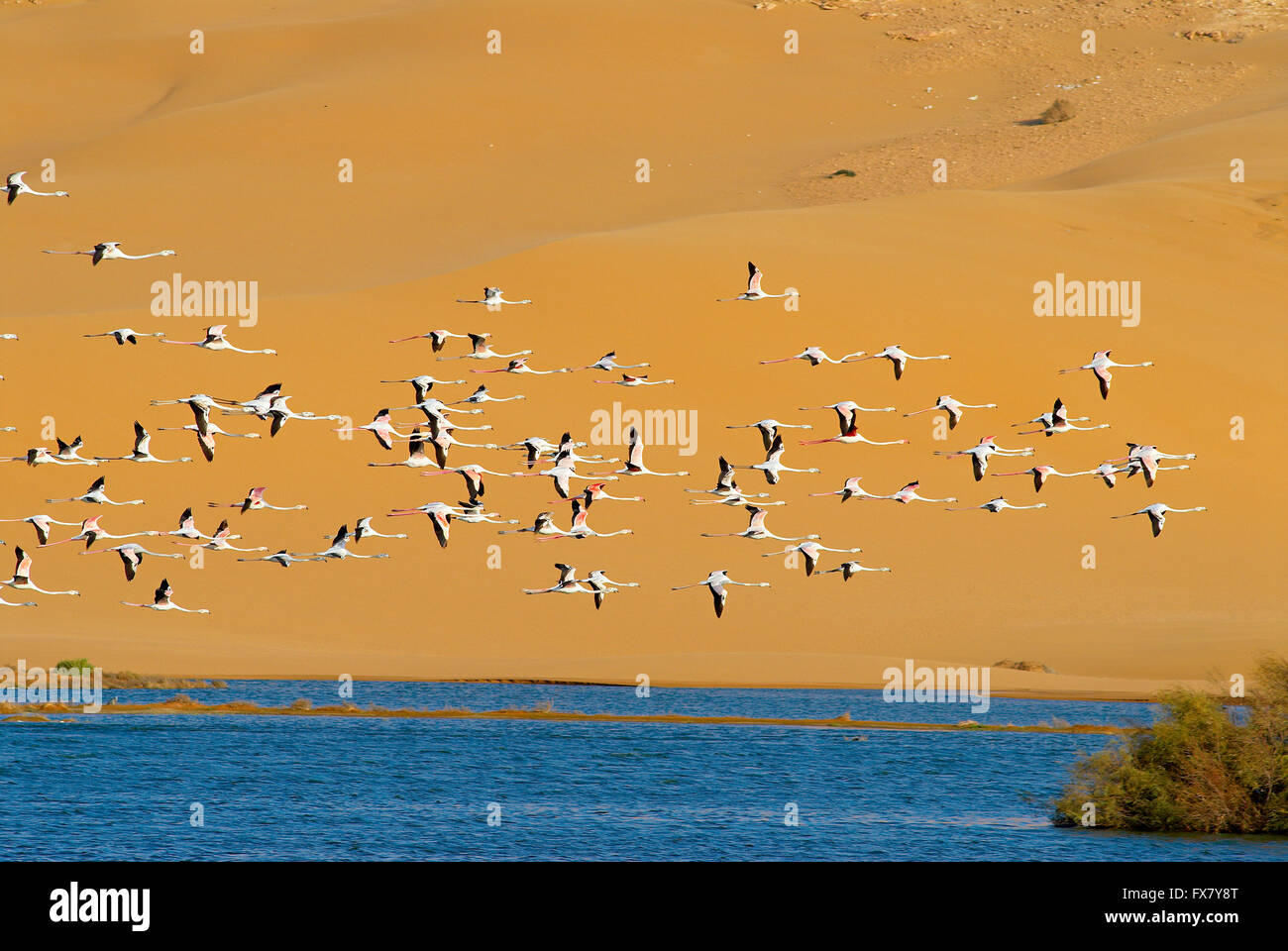 Sahara Desert Birds
