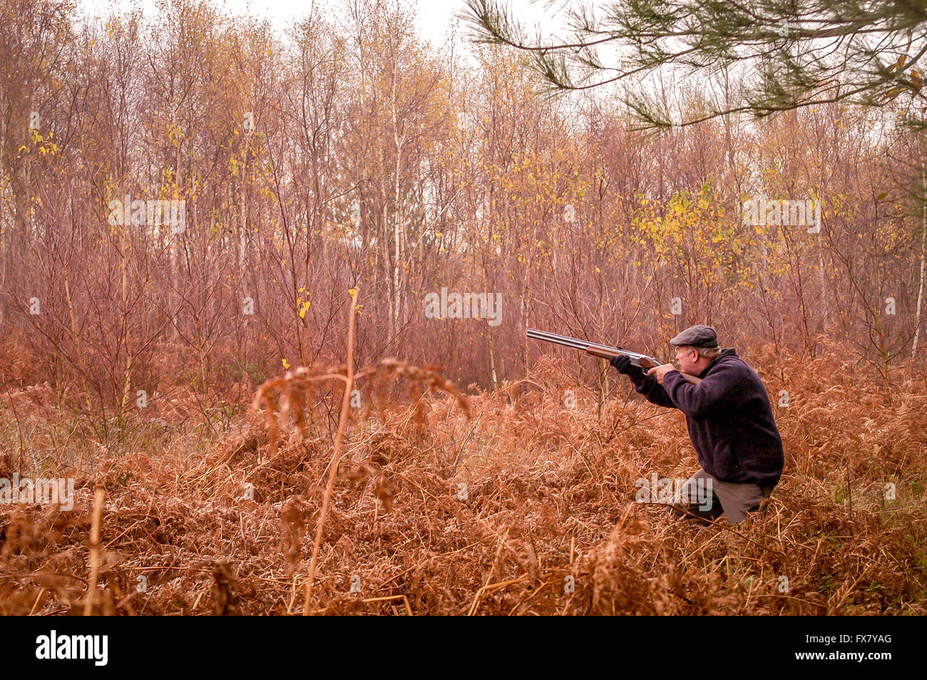 Pheasant and partridge shoot in Ashburnham East Sussex Stock Photo - Alamy