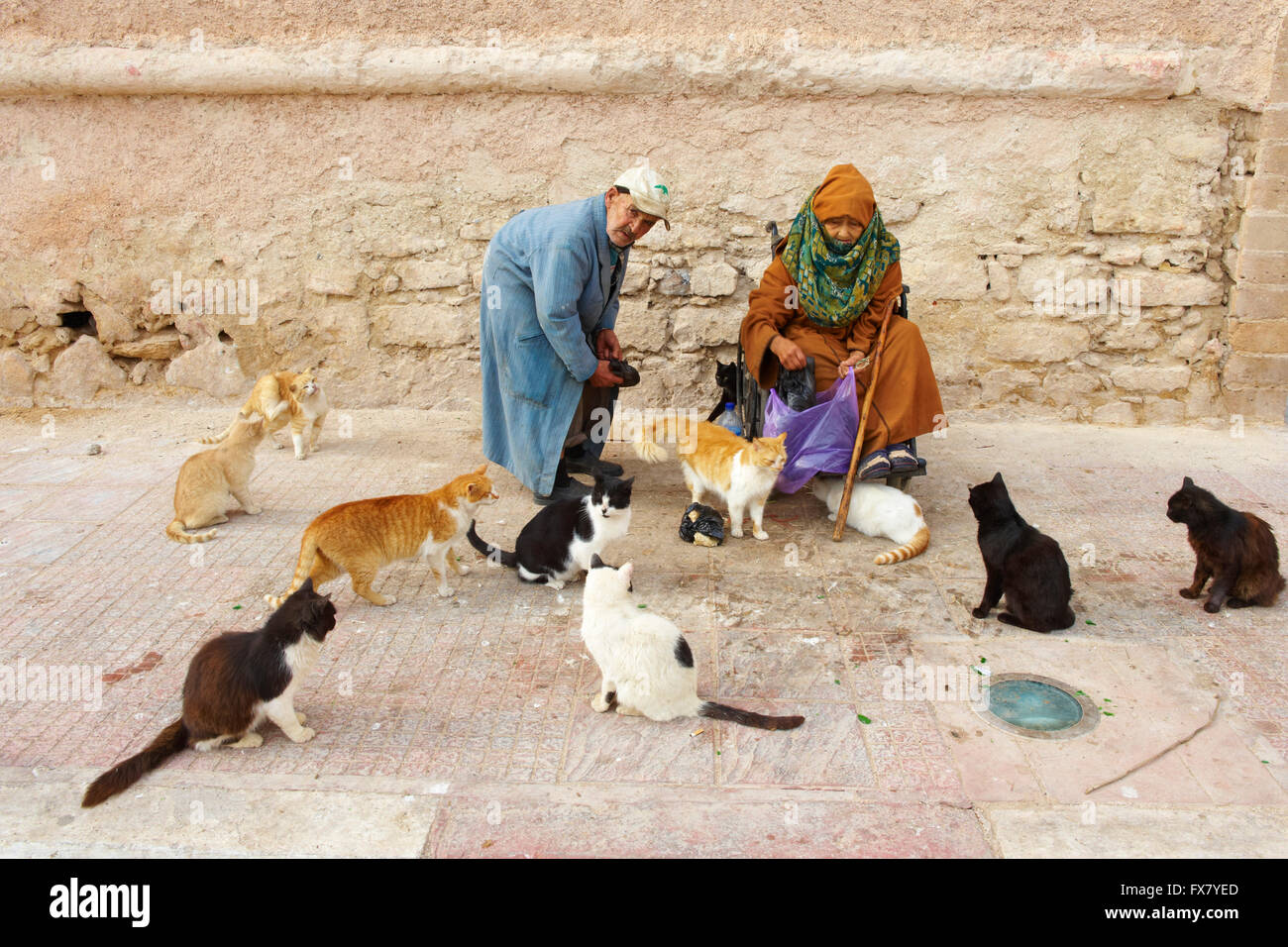 Chat maroc hi-res stock photography and images - Alamy