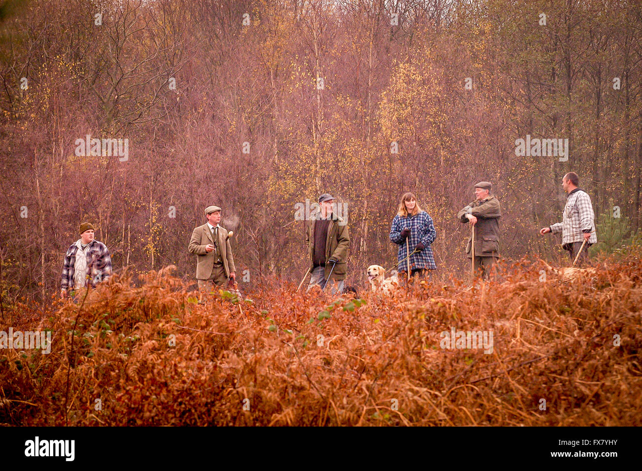 Pheasant and partridge shoot in Ashburnham East Sussex Stock Photo - Alamy