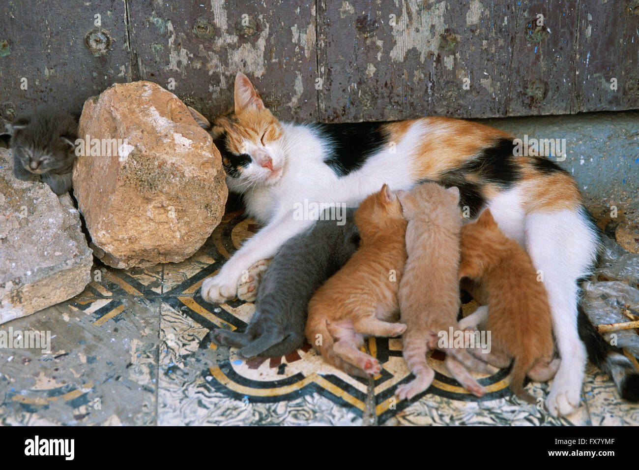 Meknes morocco cat hi-res stock photography and images - Alamy