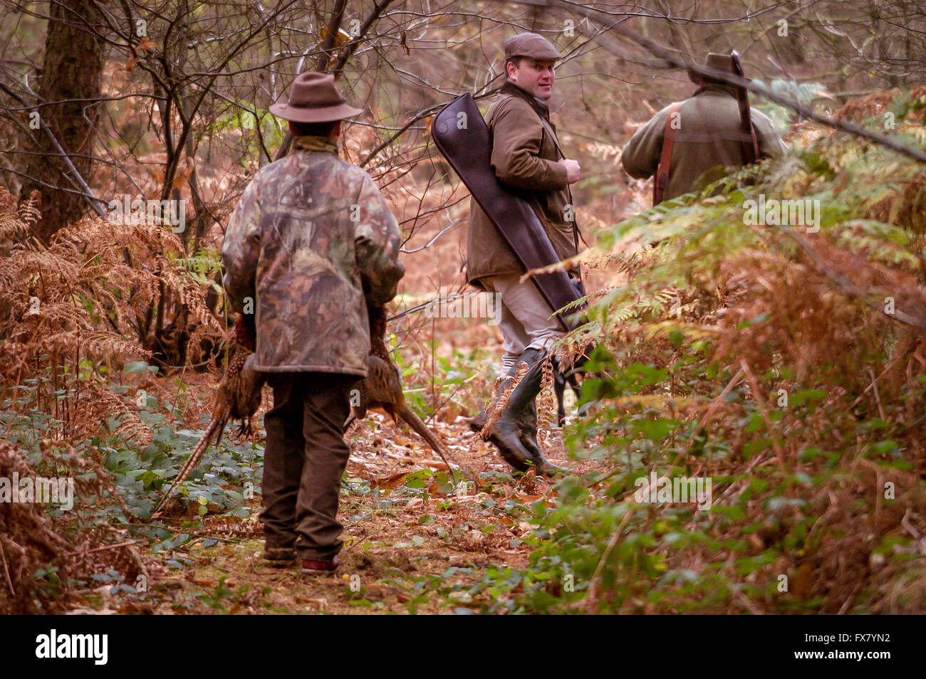 Pheasant and partridge shoot in Ashburnham East Sussex Stock Photo - Alamy