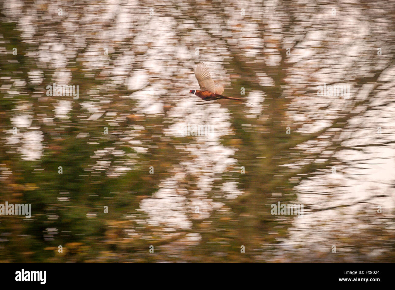 Pheasant and partridge shoot in Ashburnham East Sussex Stock Photo - Alamy