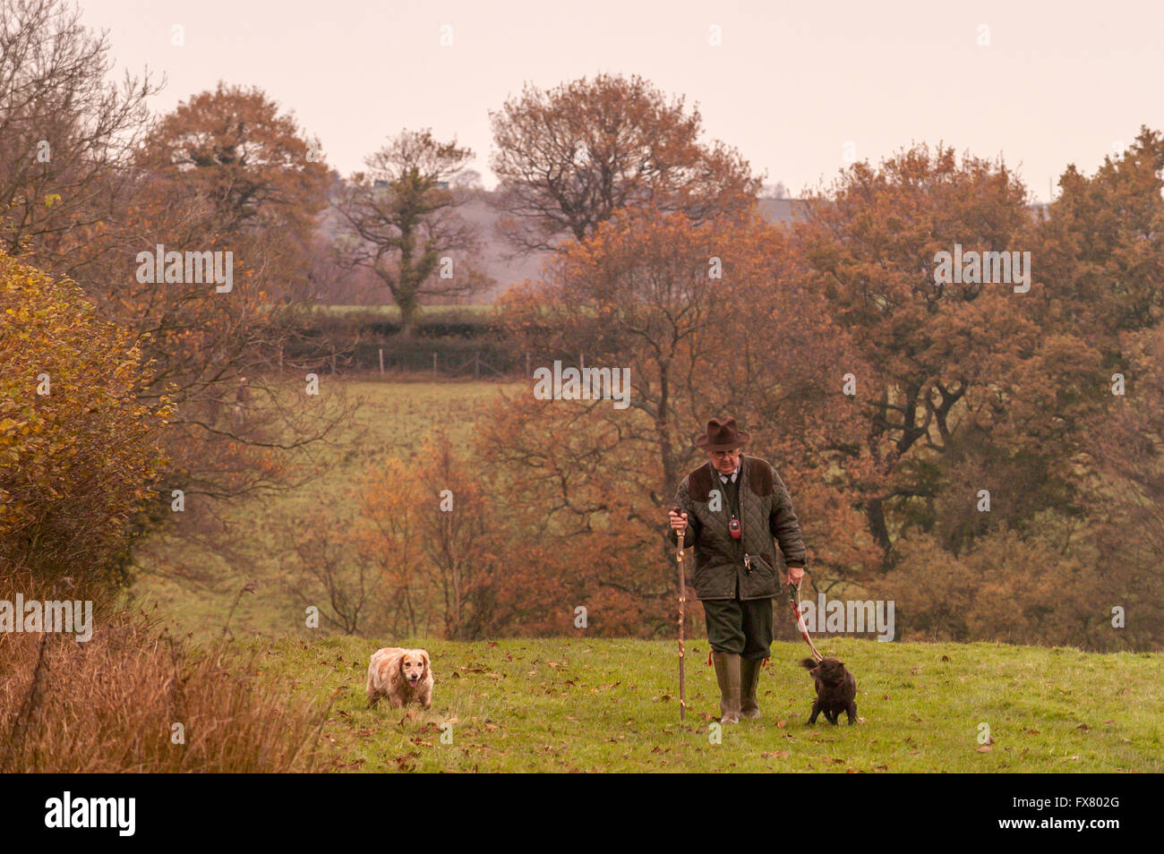 Pheasant and partridge shoot in Ashburnham East Sussex Stock Photo - Alamy