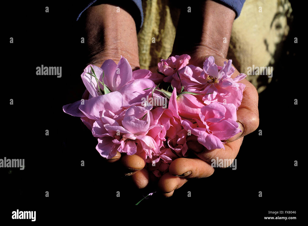 Dades valley rose hi-res stock photography and images - Alamy