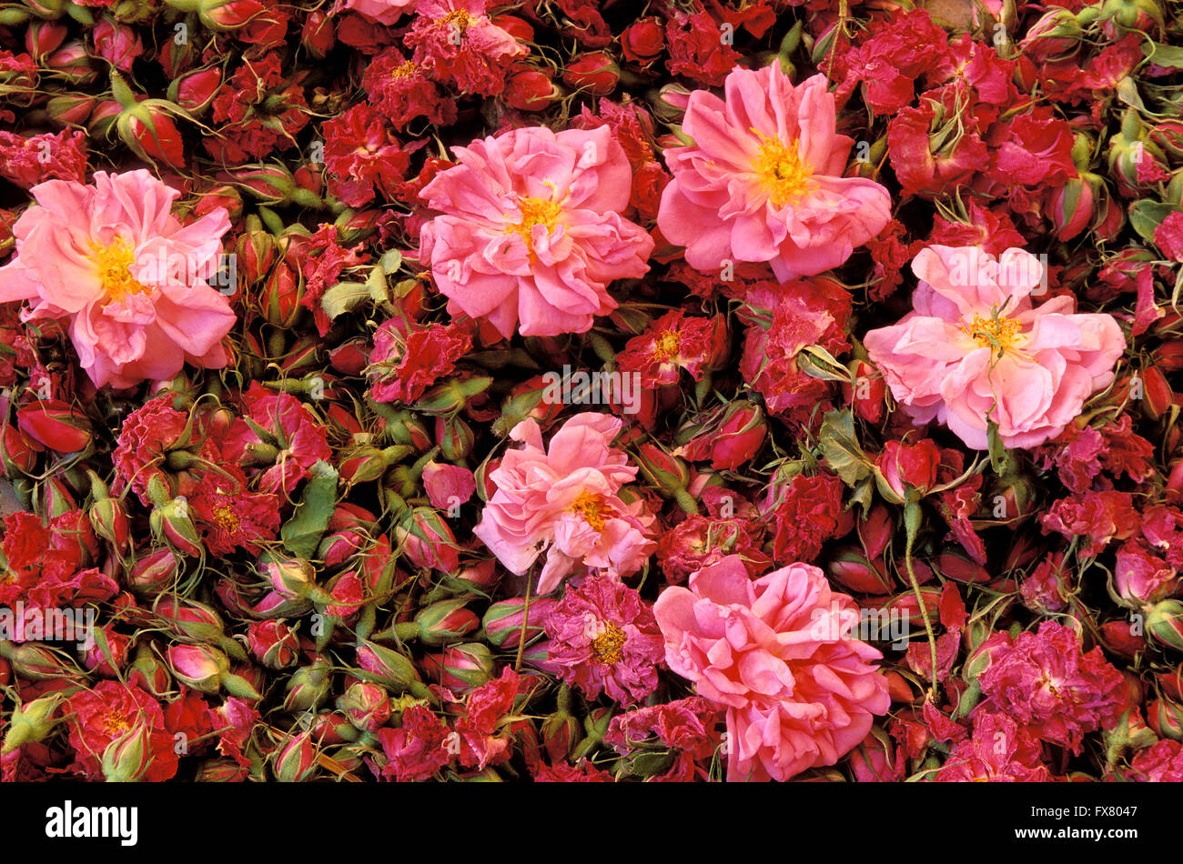 Dades valley rose hi-res stock photography and images - Alamy