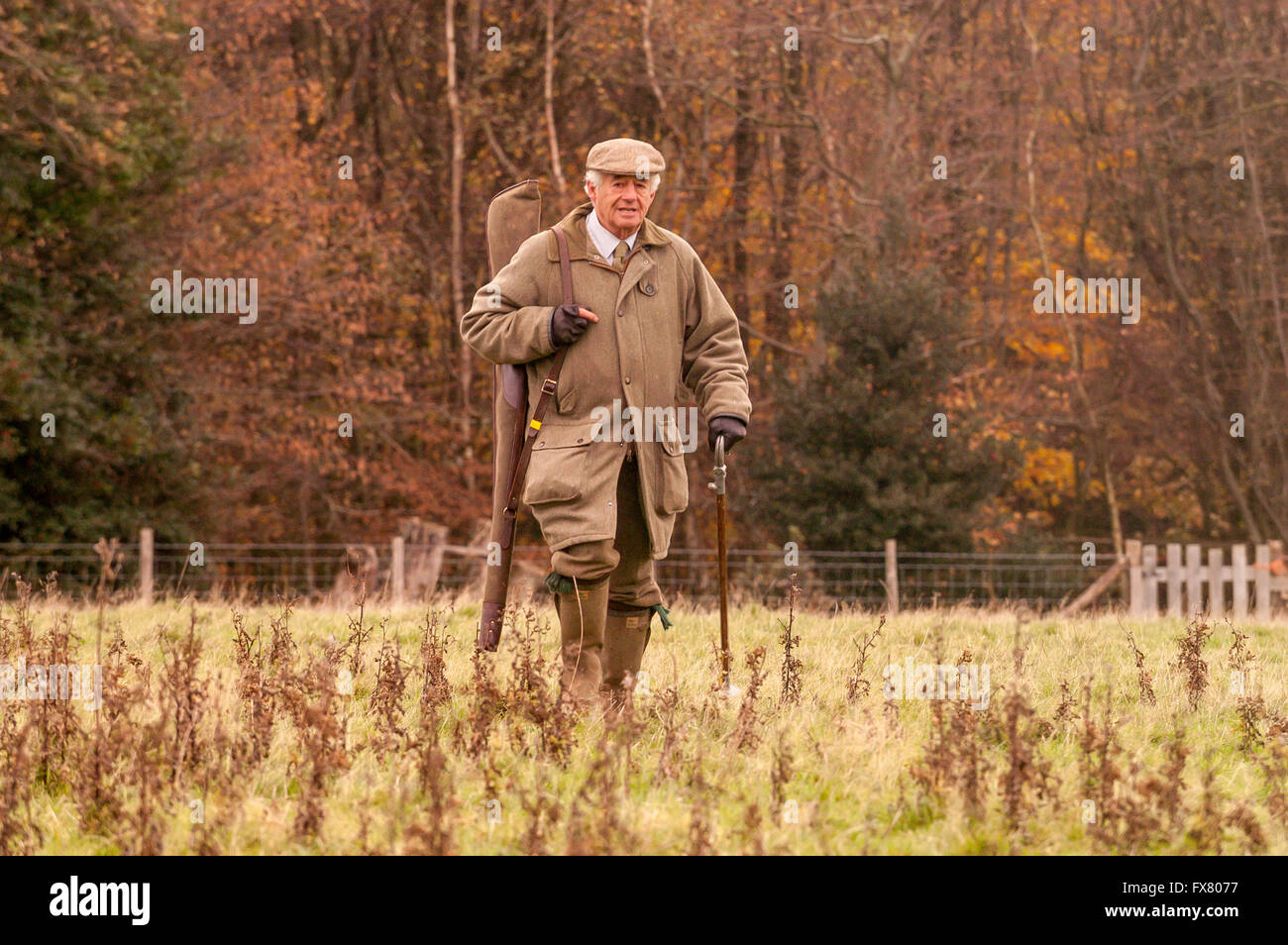 Pheasant and partridge shoot in Ashburnham East Sussex Stock Photo - Alamy