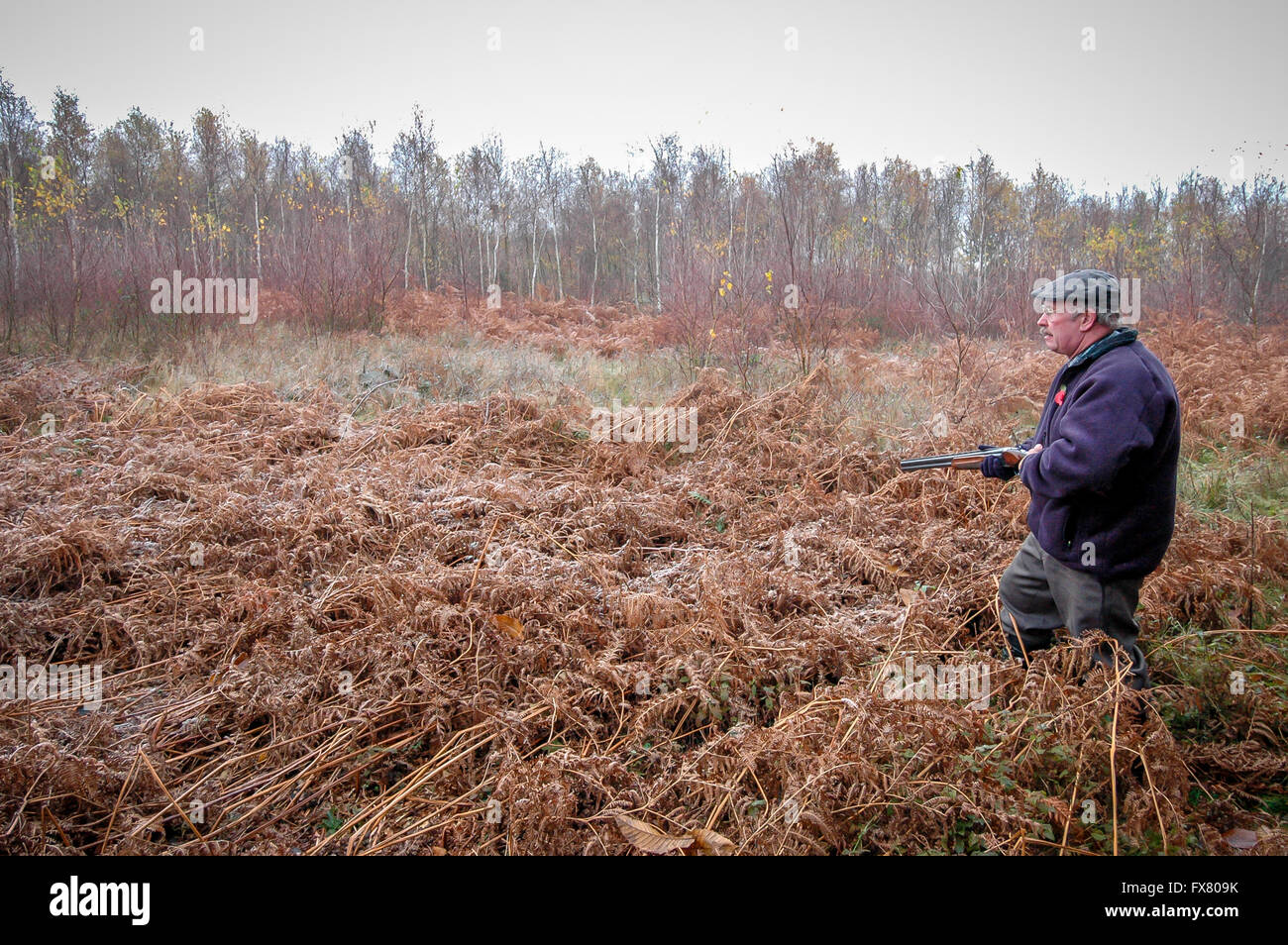 Pheasant and partridge shoot in Ashburnham East Sussex Stock Photo - Alamy