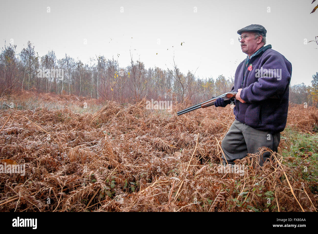 Pheasant and partridge shoot in Ashburnham East Sussex Stock Photo - Alamy