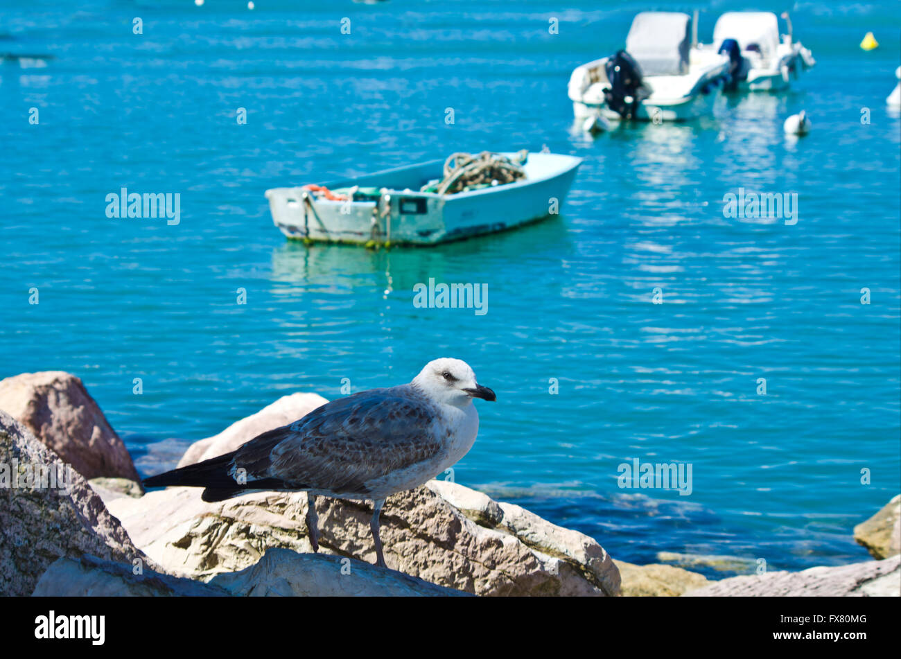 Seagull resting on a rock overlooking the sea Stock Photo - Alamy