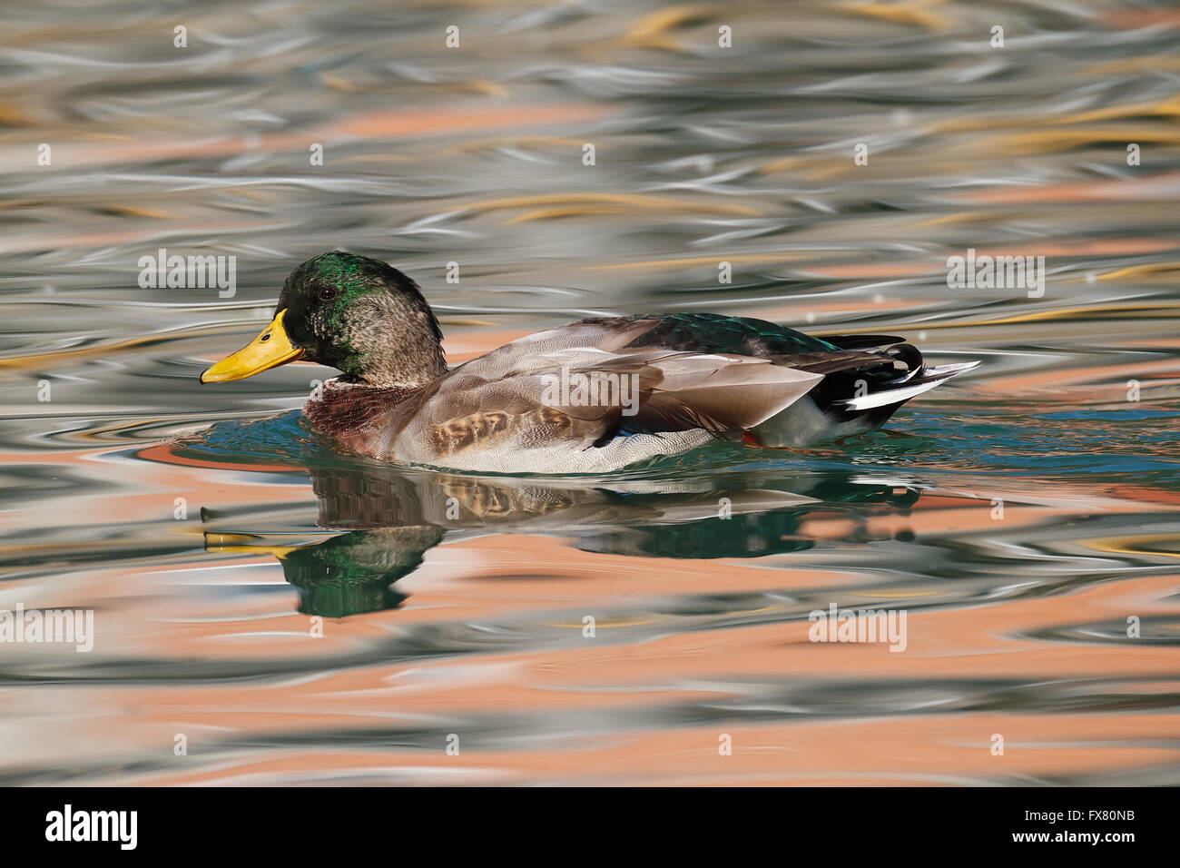 Mallard eclipse hi-res stock photography and images - Alamy