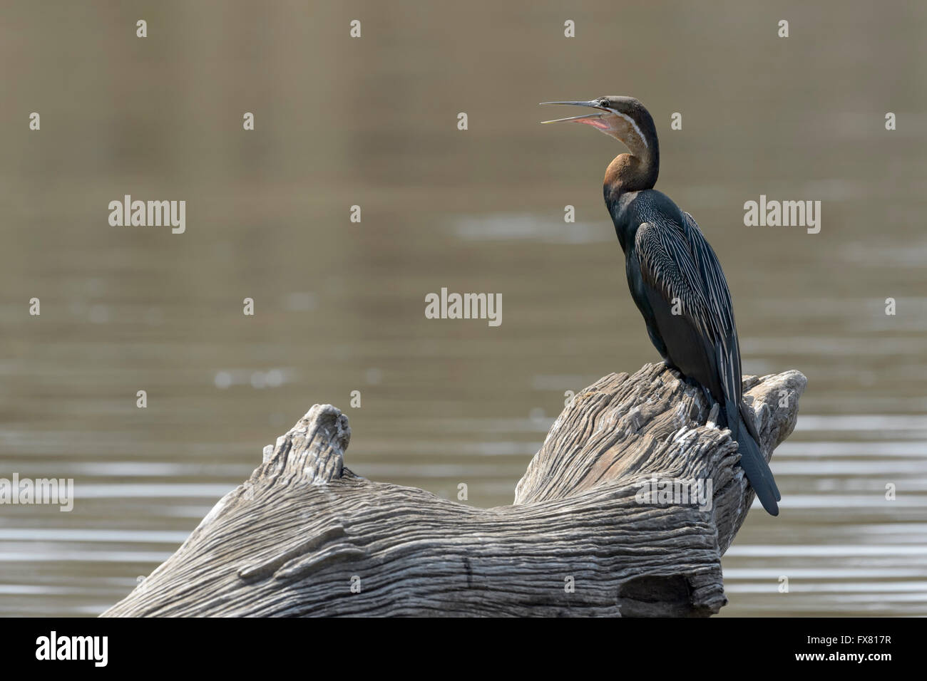 African darter anhinga rufa melanogaster adult hi-res stock photography ...