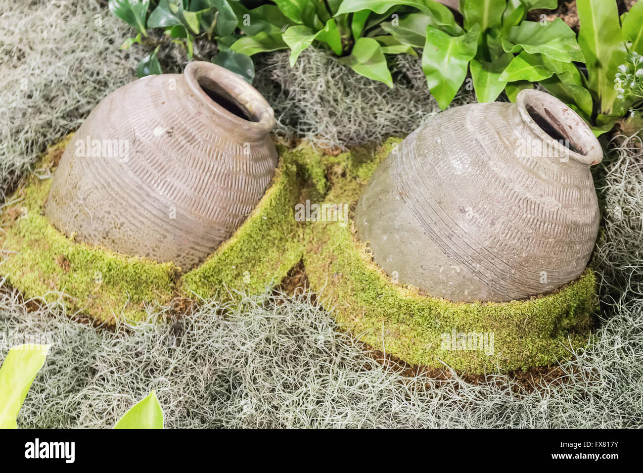 Dipper coconut shell and clay pot with green moss on wooden Stock Photo ...