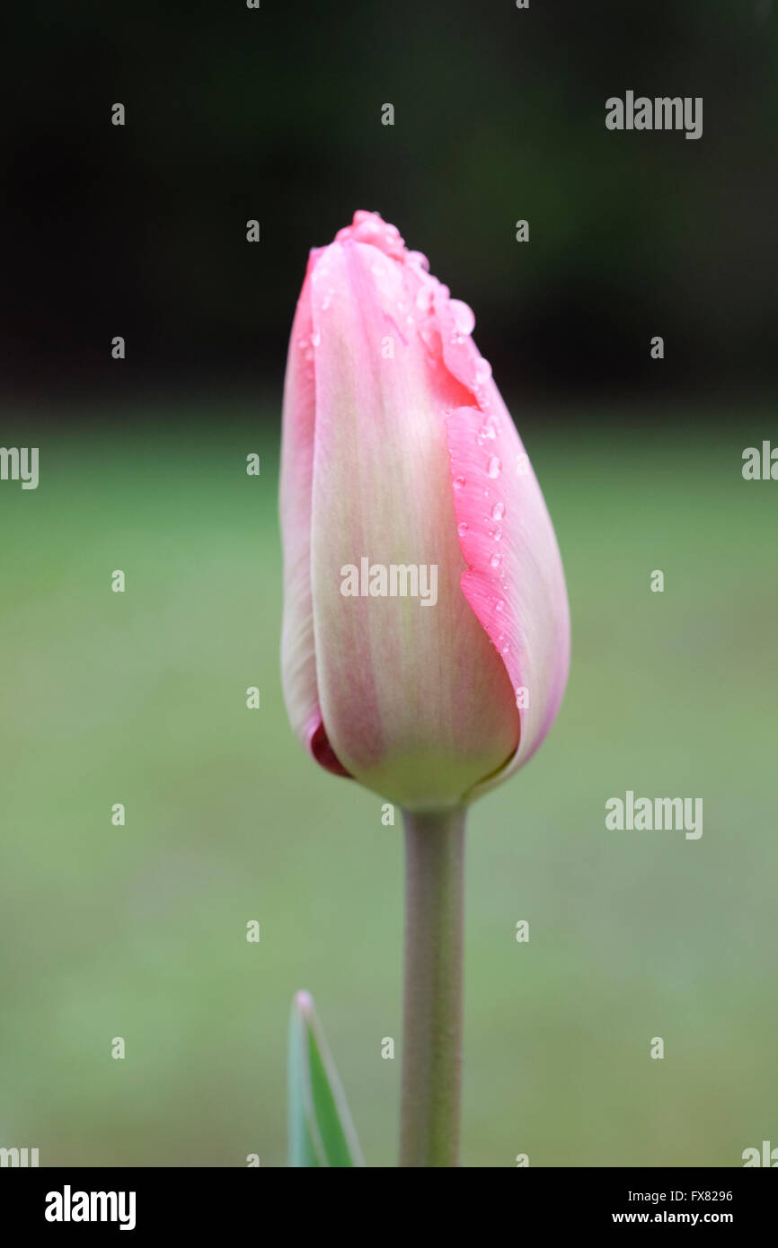 Budding tulip hi-res stock photography and images - Alamy