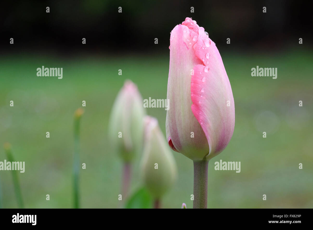A pink tulip bud about to open Stock Photo - Alamy