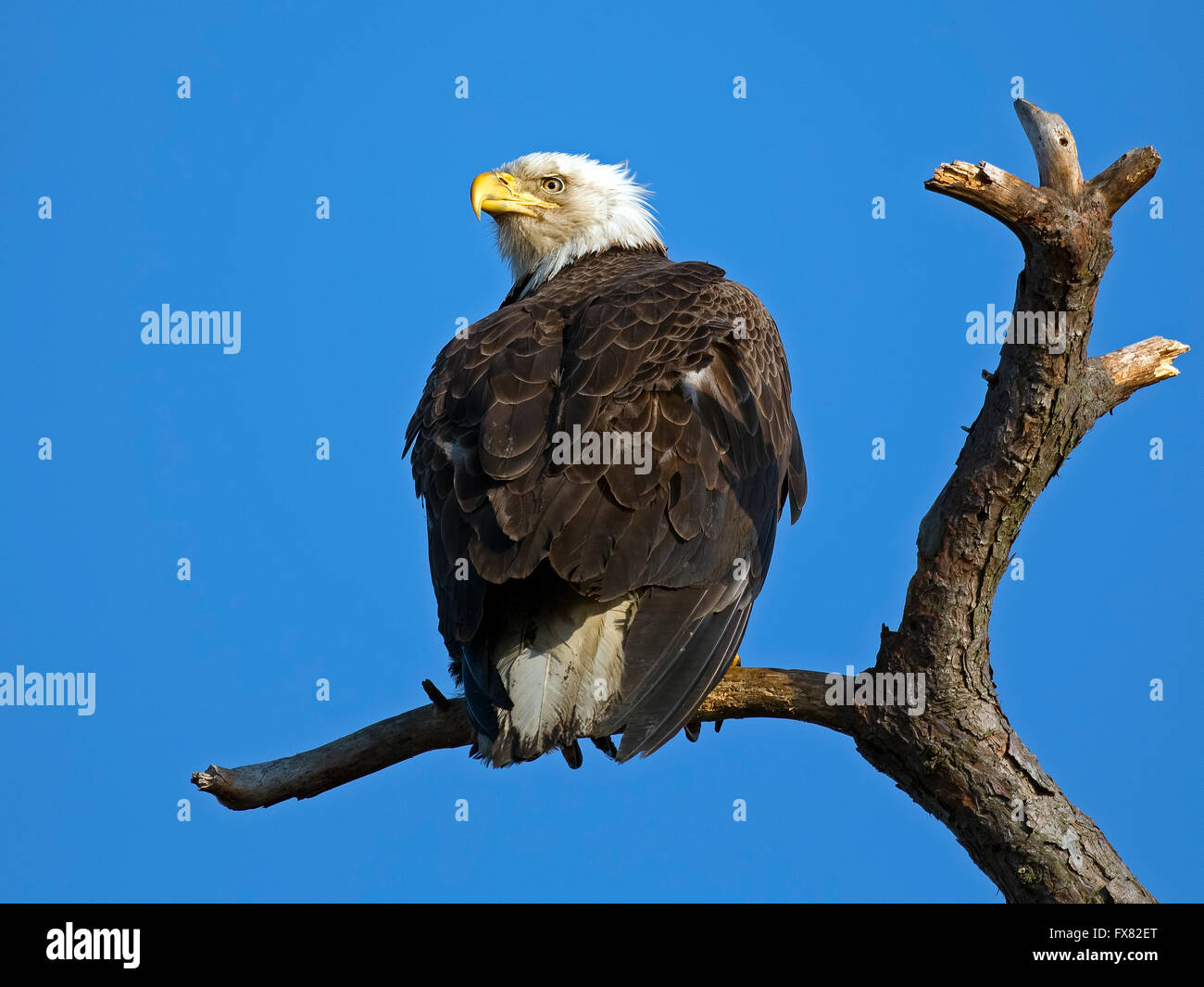 Bald eagle sitting hi-res stock photography and images - Alamy