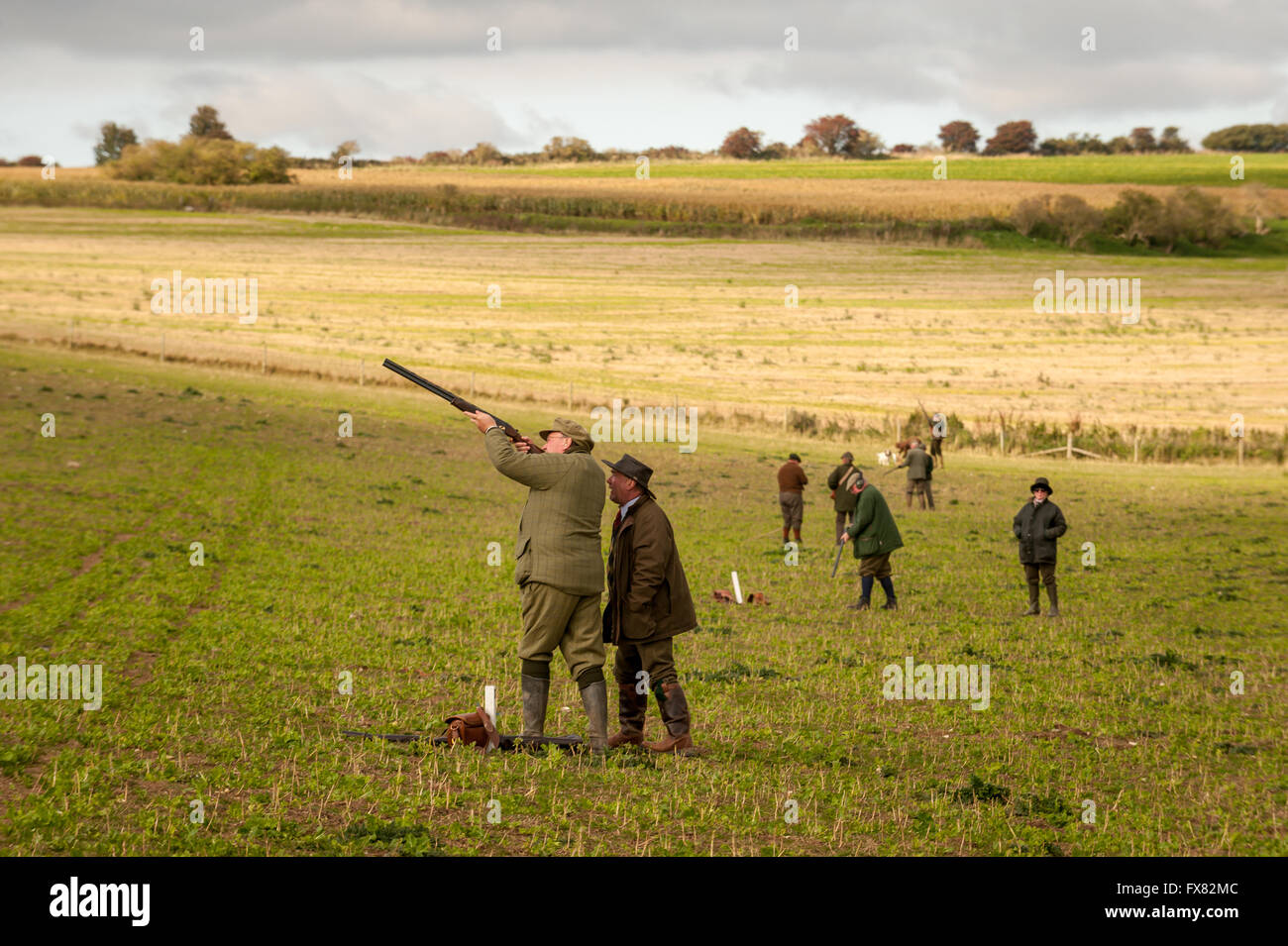 A pheasant and partridge shoot in Patching Stock Photo - Alamy