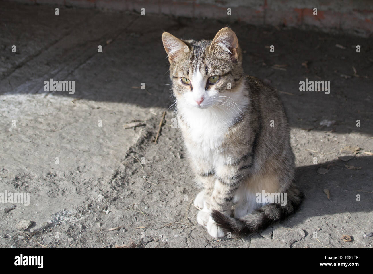 Homeless cats hi-res stock photography and images - Alamy