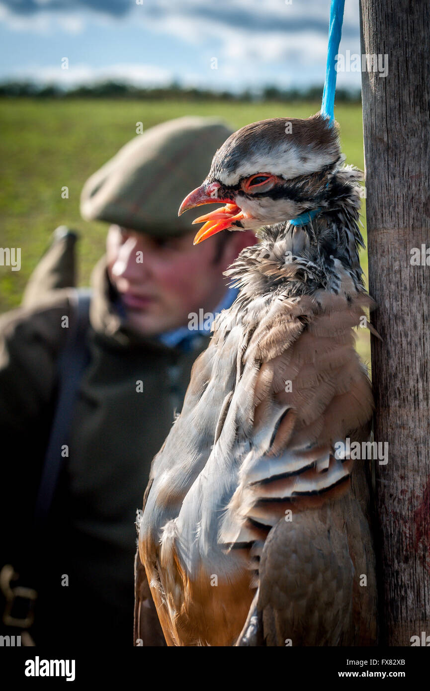 A pheasant and partridge shoot in Patching Stock Photo - Alamy