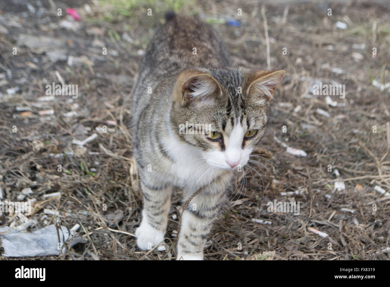 Homeless cats hi-res stock photography and images - Alamy
