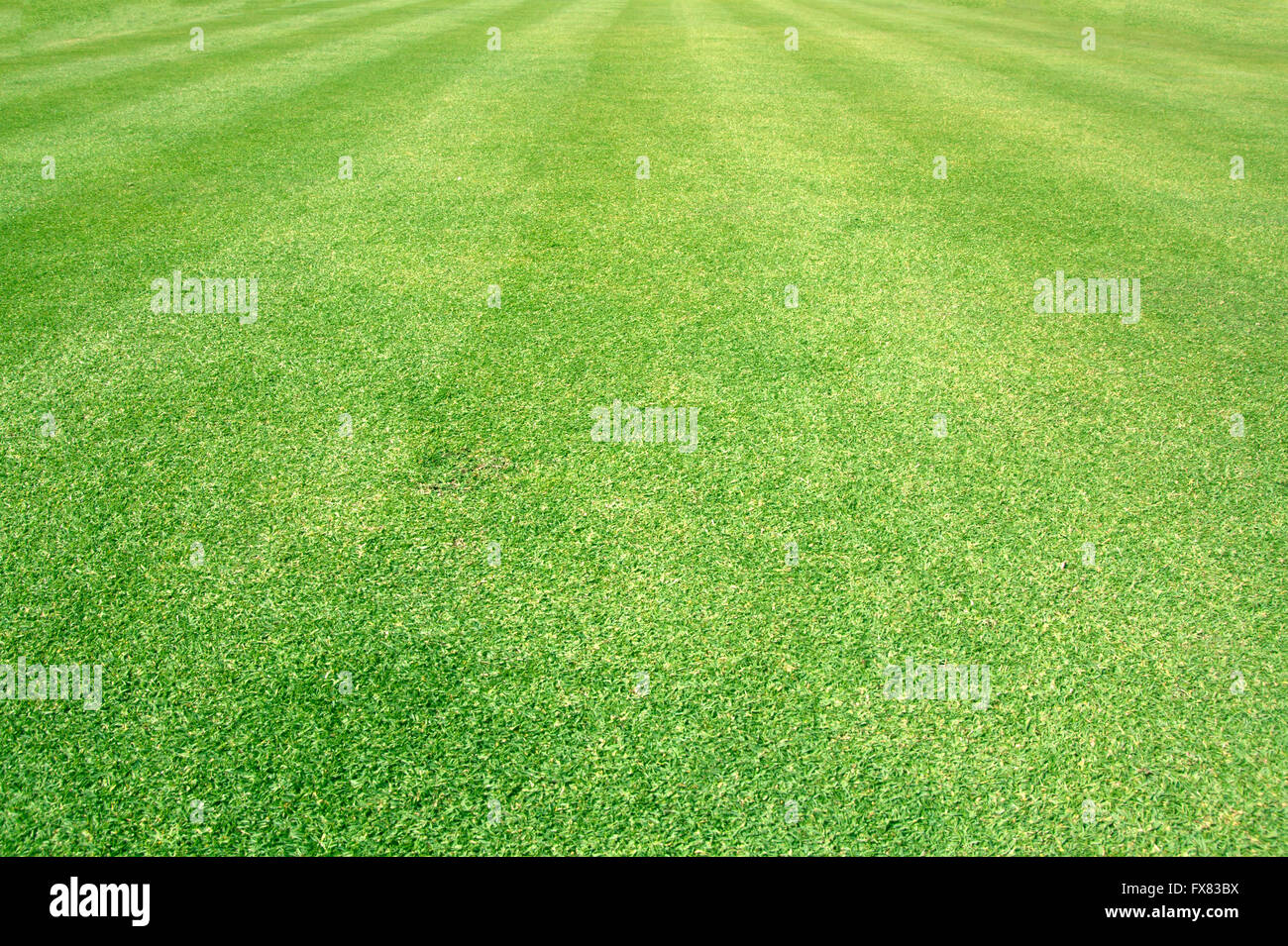Golf Courses green lawn outdoor nature Background texture Stock Photo ...