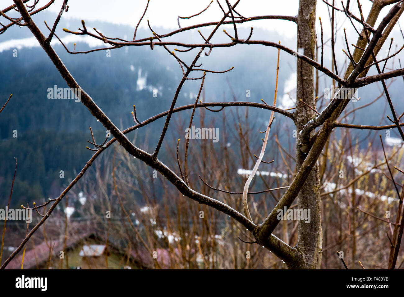 amazing tree branches in the rain in early spring Stock Photo - Alamy