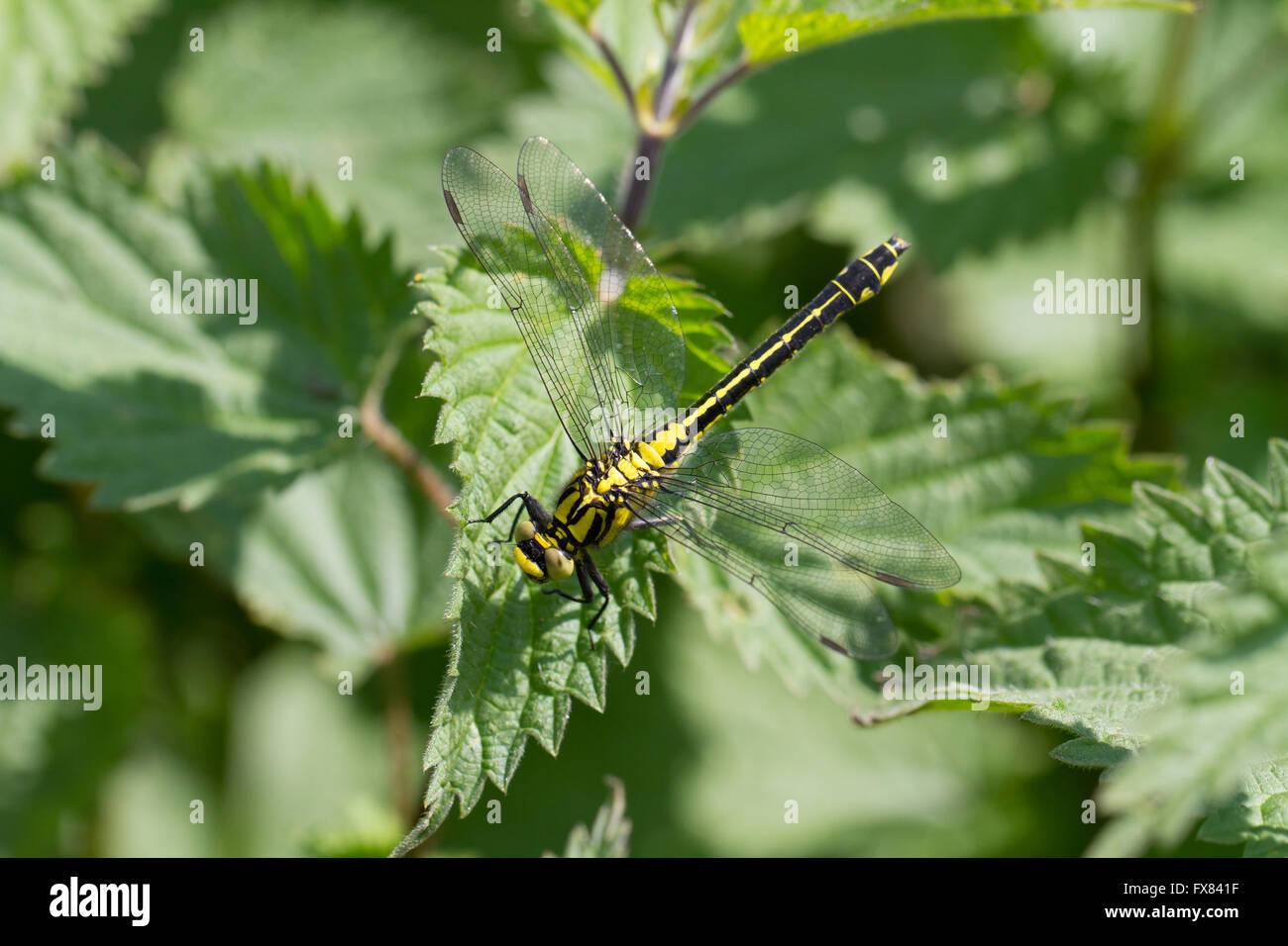 Club tailed dragonfly hi-res stock photography and images - Alamy