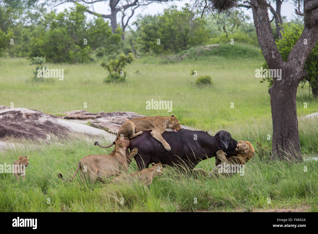 Bull Hunting Lion High Resolution Stock Photography and Images - Alamy