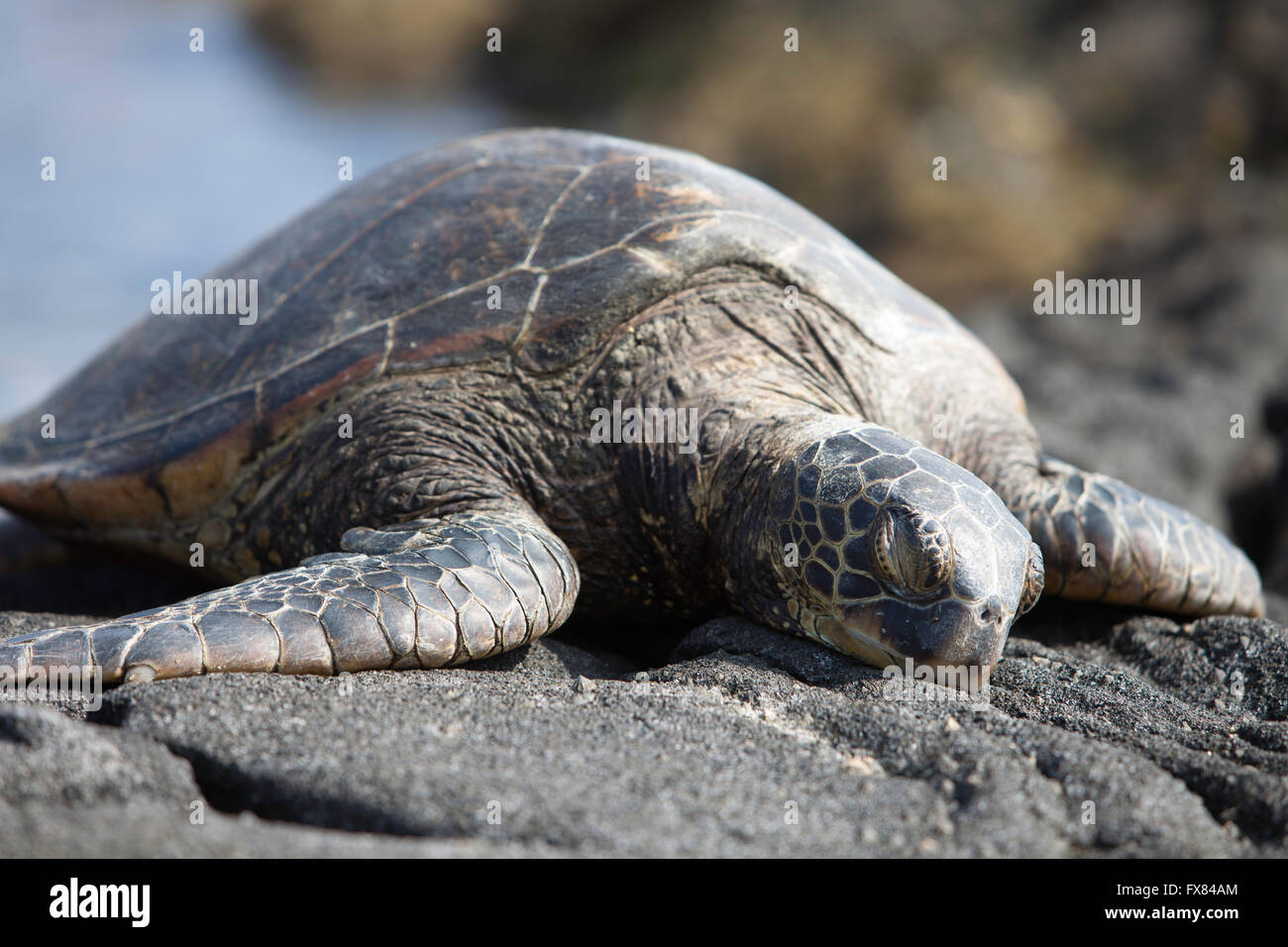 Green sea turtle basking in sun on black sand beach at Kaupulehu, Kona ...
