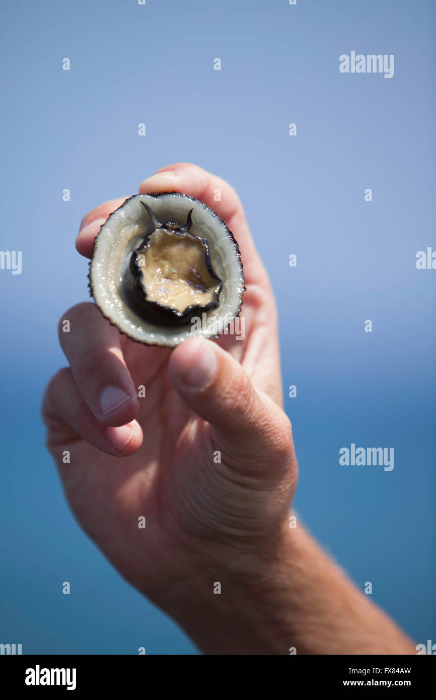 Cellana talcosa hi-res stock photography and images - Alamy