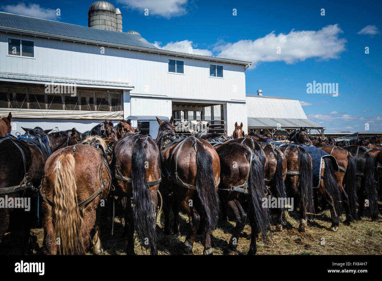 Amish Mud Sale, held every spring in Lancaster, PA. Fund raising for ...