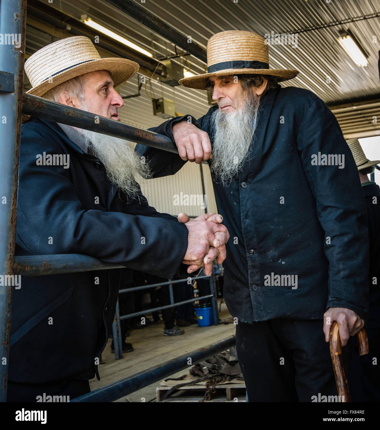 Amish men at horse auction Stock Photo - Alamy