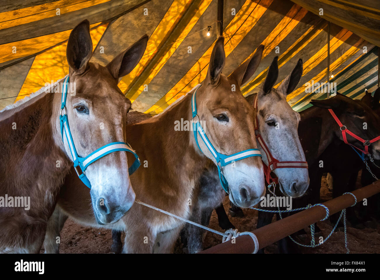 Amish Mud Sale, held every spring in Lancaster, PA. Fund raising for ...