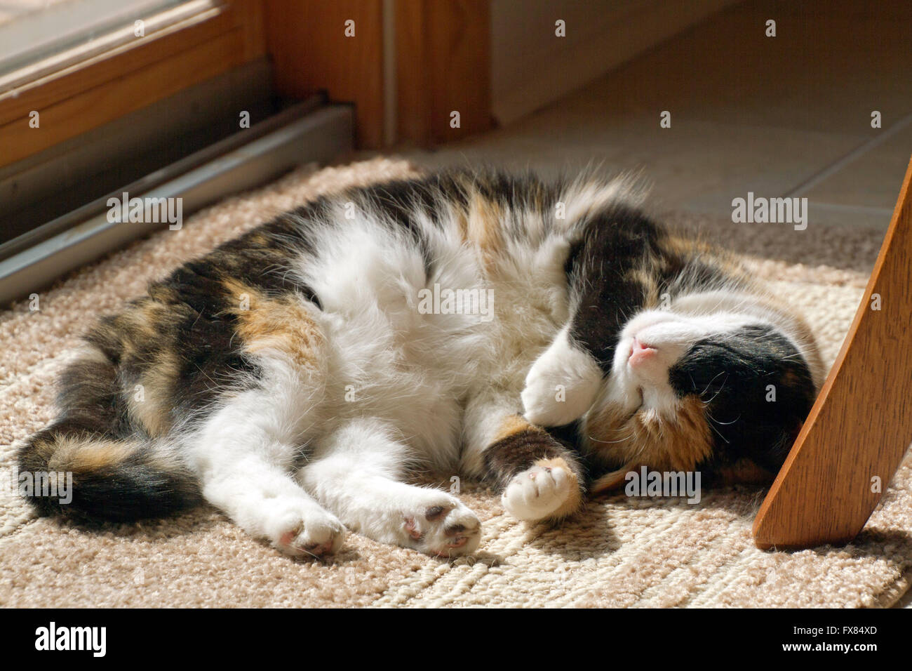 Calico markings hi-res stock photography and images - Alamy