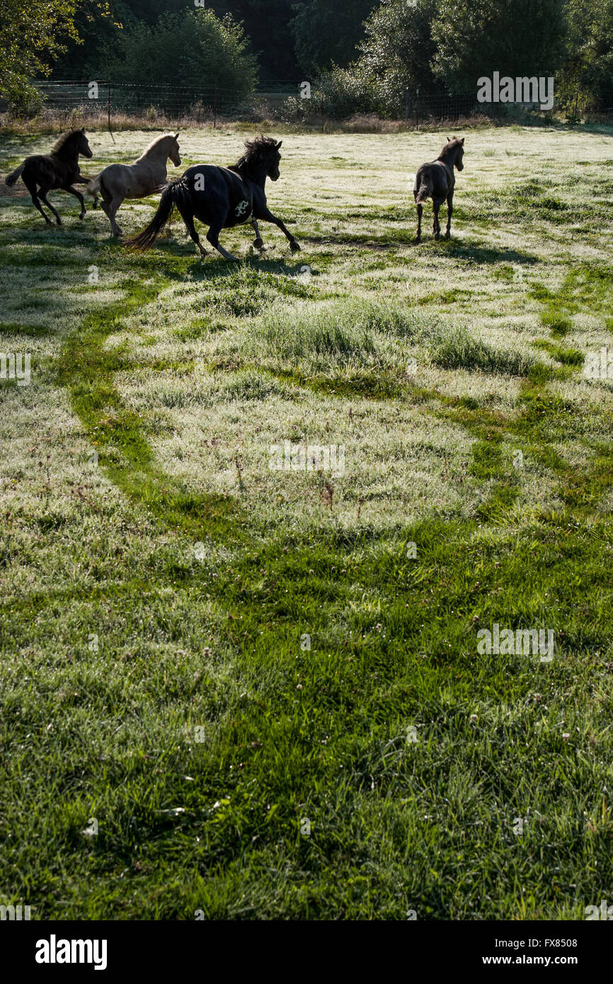 Welsh pony herd running in field grass Stock Photo - Alamy
