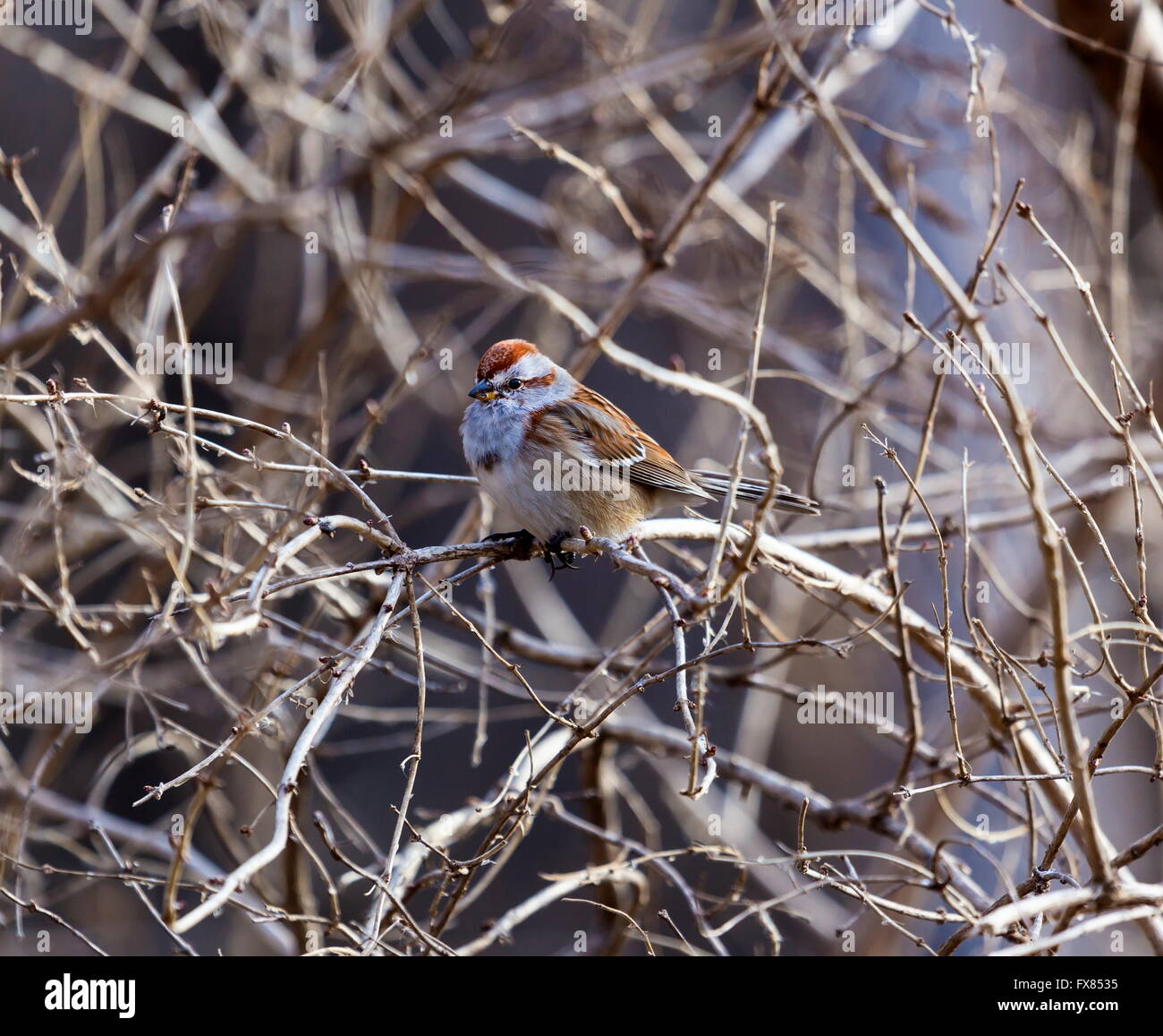 Long tailed sparrow hi-res stock photography and images - Alamy