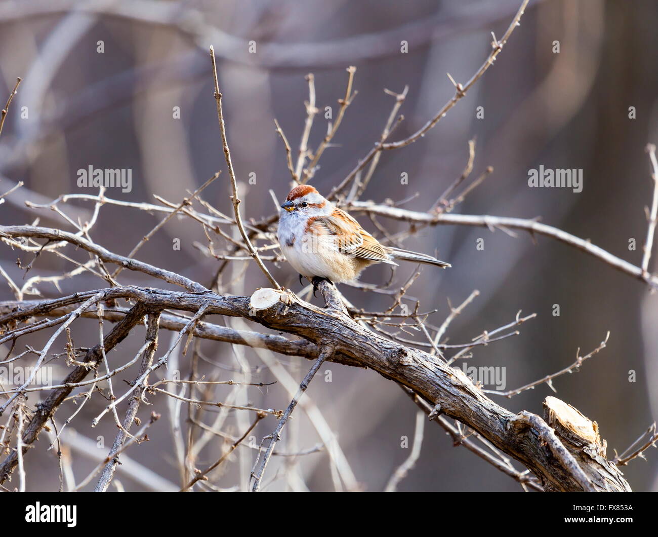 Plump and long-tailed, American Tree Sparrows are busy visitors in ...