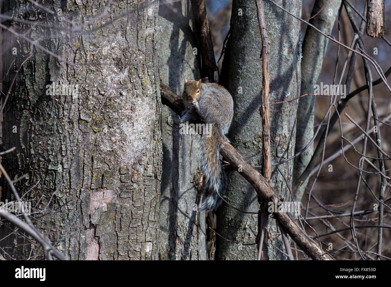 The Grey Squirrels native to the eastern and Midwestern United States ...