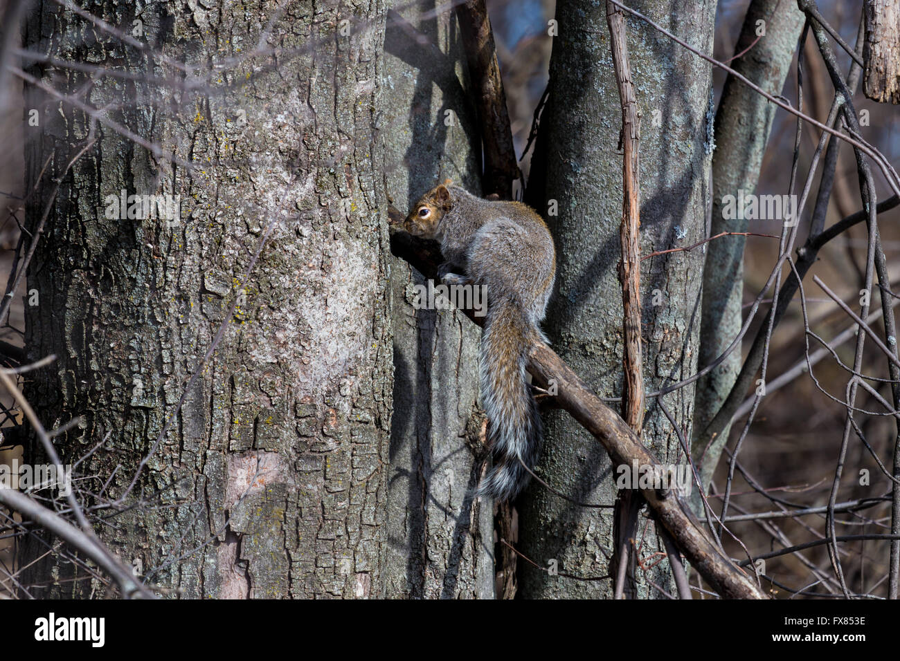 The Grey Squirrels native to the eastern and Midwestern United States ...