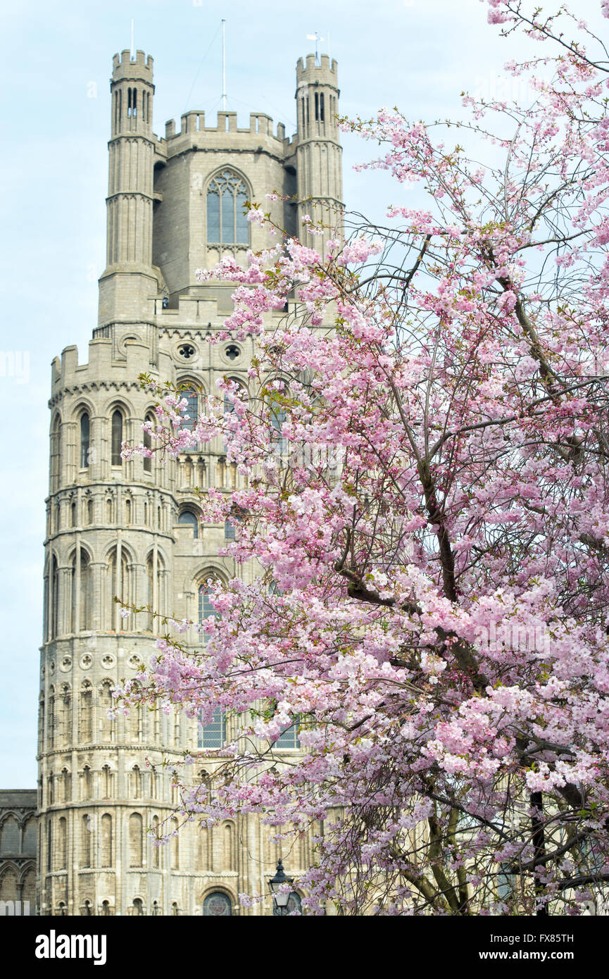 Prunus. Cherry tree in blossom in front of Ely Cathedral ...